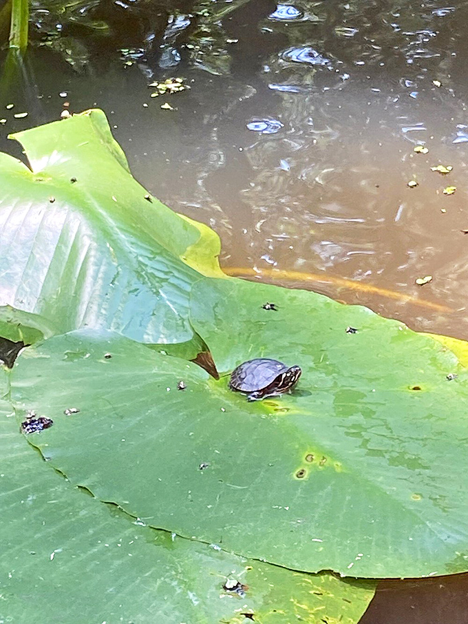 Tiny turtle, big personality! This shell-dweller found the perfect lily pad perch for sunbathing and people-watching.