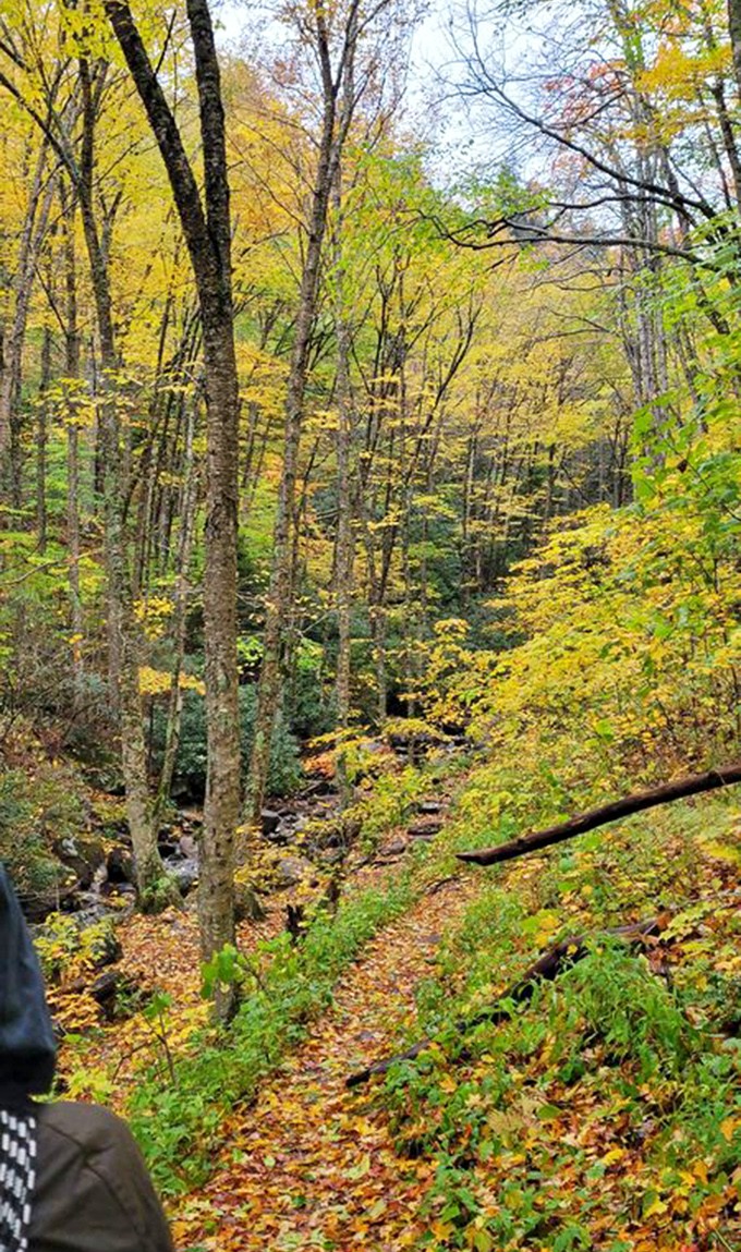 Fall's golden palette transforms ordinary woods into an impressionist masterpiece. Monet would've traded his water lilies for this.