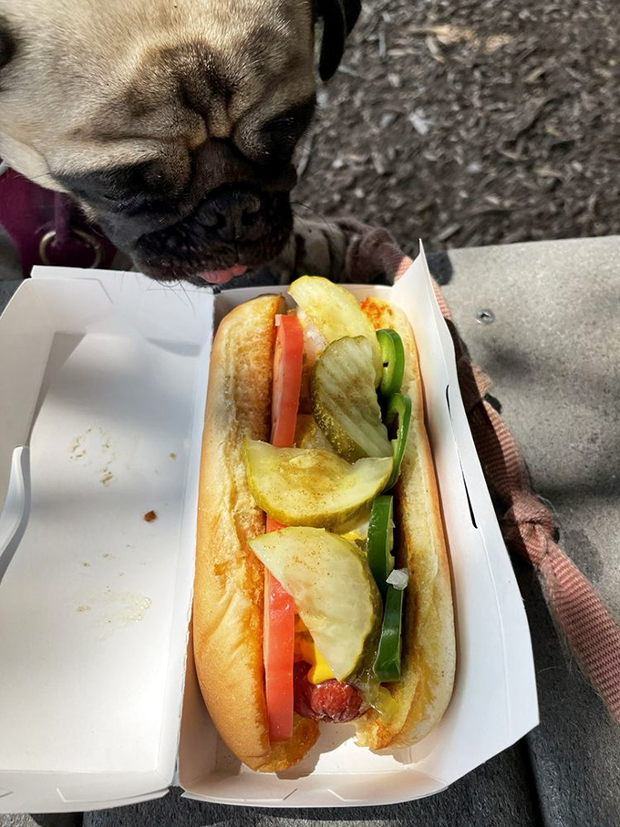 Even the dog is mesmerized by this hot dog masterpiece. Loaded with pickles, tomatoes, and peppers, it's Chicago spirit with Maryland hospitality.