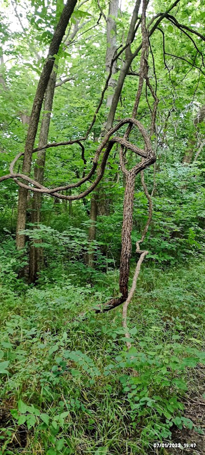 Mother Nature's art installation features twisted vines creating natural sculptures. Like modern art, but you don't have to pretend to understand it.