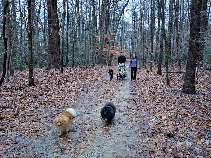 Family trails where memories are made one crunchy leaf at a time. Even the dogs look like they're living their best lives.