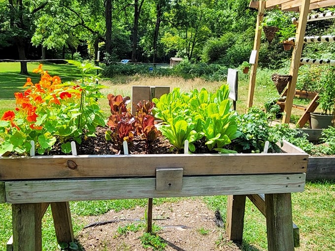 Garden beds bursting with life&mdash;proof that vegetables can be both nutritious and photogenic. This raised garden brings farm-to-table right to the park.