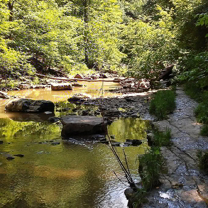 Serenity now! Golden sunlight dances across Sugar Creek's gentle ripples, creating a mirror-like surface that reflects the surrounding forest in perfect symmetry.