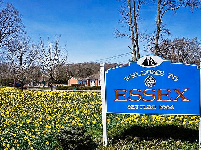 Essex welcomes visitors with a sea of daffodils that would make Wordsworth put down his quill and simply nod in appreciation.