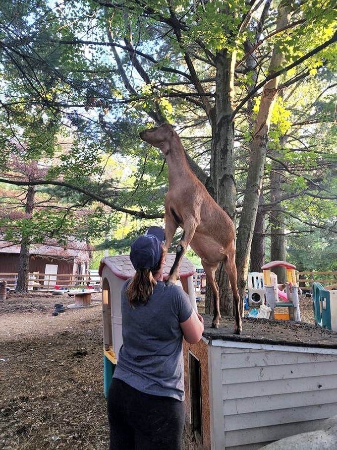That moment when a goat decides your playhouse makes the perfect climbing gym. Just another day at Whispering Acres Farm Animal Sanctuary.