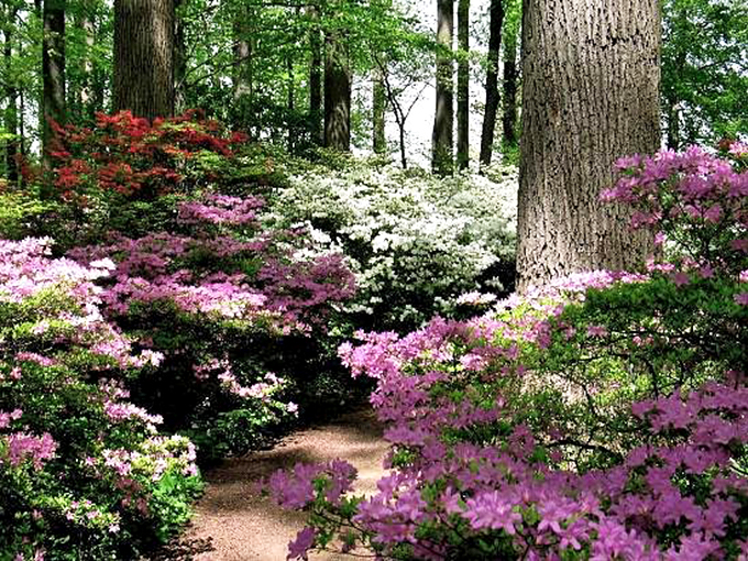 Nature's confetti celebration! This explosion of azaleas creates a candy-colored wonderland beneath towering trees, making every path a journey through living art.