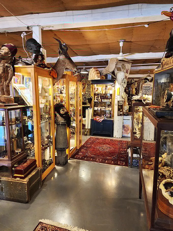 Oriental rugs guide you through this cabinet of curiosities where taxidermy and tribal artifacts create an explorer's dream landscape.