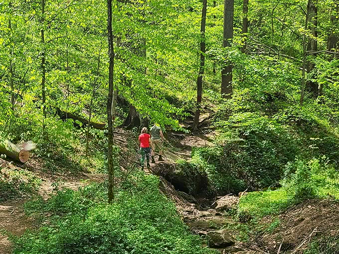 Hiking trails that remind you your legs were made for more than pressing gas pedals. Nature's stair-master with views worth every step.