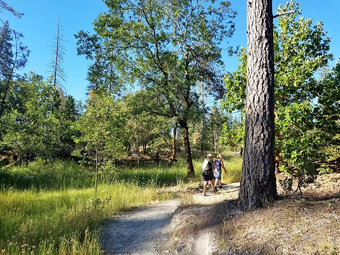Hikers find serenity on trails winding through sun-dappled forests, where the only notifications are from chirping birds and rustling leaves.
