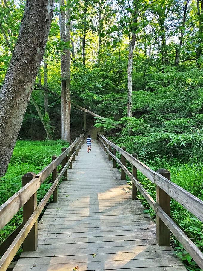 This wooden pathway doesn't just lead through the forest; it invites you into a green cathedral where sunlight filters through leaves like stained glass.