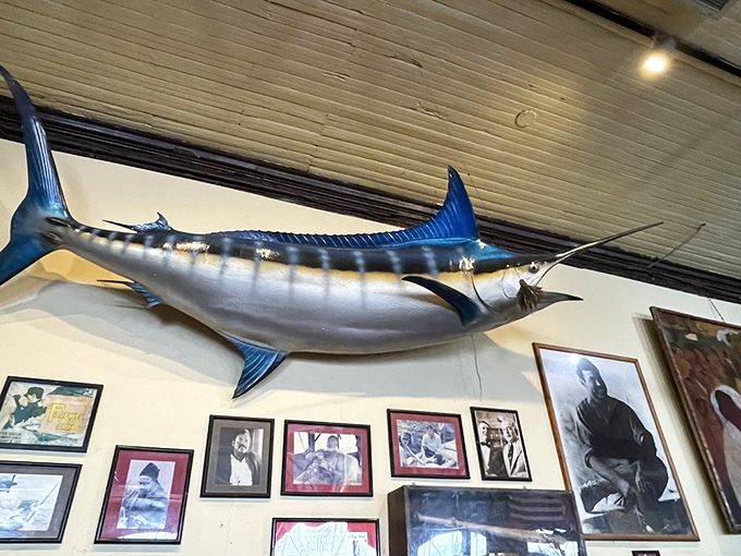That mounted marlin watches over framed Hemingway photos, silently judging everyone who claims they've read "The Old Man and the Sea."