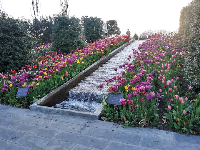 A rainbow explosion of tulips frames this waterfall like nature's version of a red carpet, proving Oklahoma knows how to roll out the welcome mat.