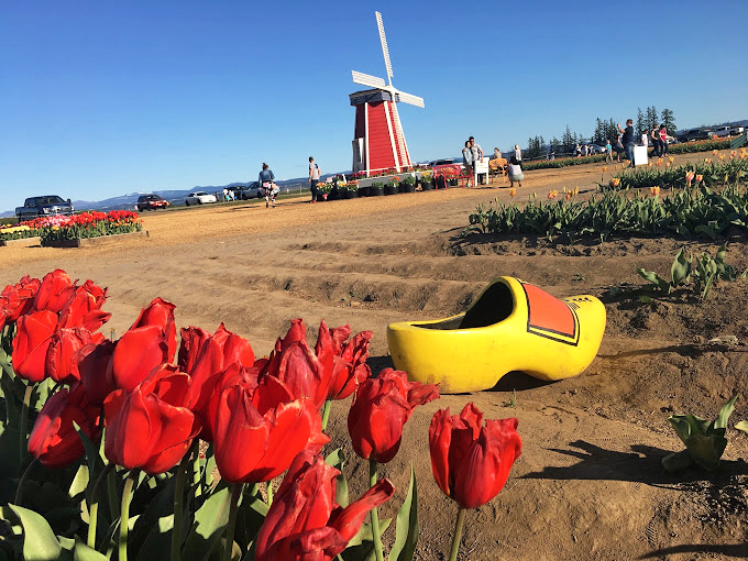 The farm's charming windmill stands like a Dutch exclamation point amid a paragraph of vibrant blooms.