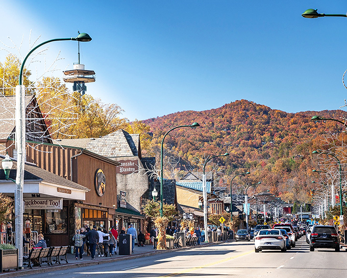 Tellico Plains' country roads don't just lead somewhere—they're destinations themselves, unfurling like ribbons through paradise.