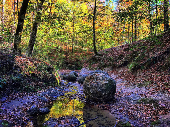 Fall transforms Clark Creek Natural Area into a painter's palette, where autumn leaves create a magical backdrop for outdoor adventures.