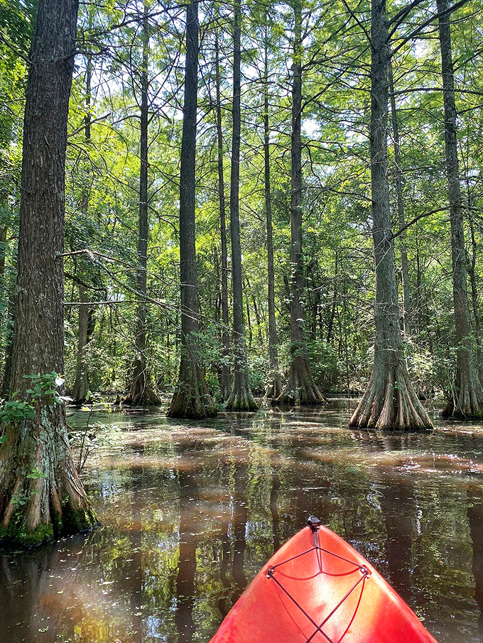 Cypress knees rising from tea-colored waters create a paddler's paradise that feels more Louisiana bayou than First State.
