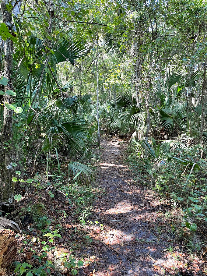 Palmettos stand guard along this shaded trail, creating a natural tunnel that feels like walking through Florida's prehistoric past.