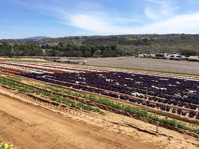 Stripes of color follow the gentle contours of the land like nature's most ambitious quilt project.