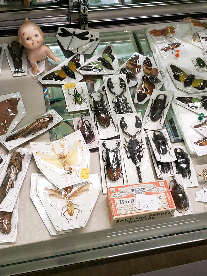 This case of preserved insects might not be everyone's cup of tea, but it's certainly someone's fascinating obsession, meticulously pinned and preserved.