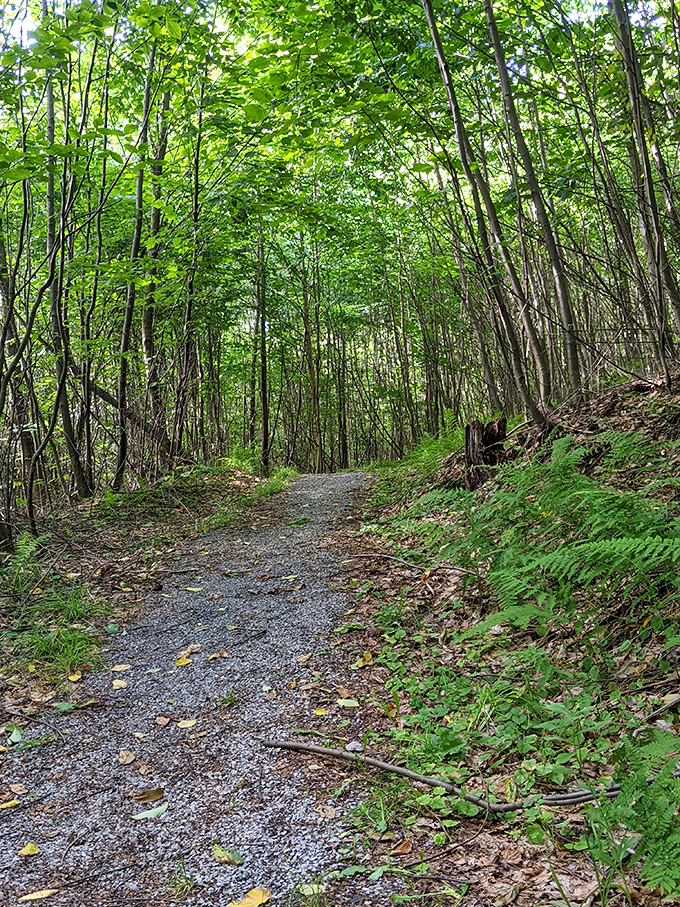 The hiking trails at Cherry Springs offer daytime adventures through dappled woodland light—consider it the opening act before the evening's stellar performance.