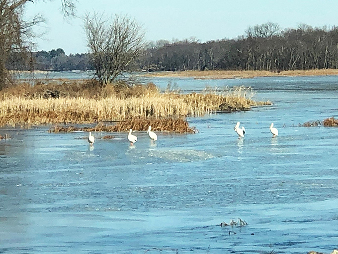 Lock & Dam 13's wetlands host elegant white birds who seem completely unbothered by their frozen surroundings.
