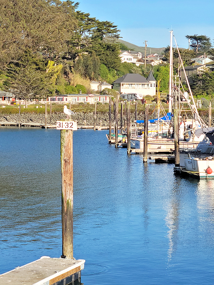 Bodega Bay's marina&mdash;where boats gently bob like nautical metronomes and seagulls serve as the unofficial welcoming committee for returning fishermen.