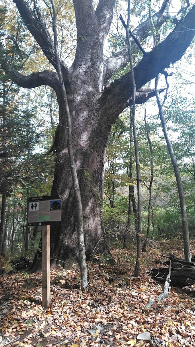 This ancient tree has witnessed more Maryland history than any history book could contain. Its gnarled trunk tells stories to those patient enough to listen.