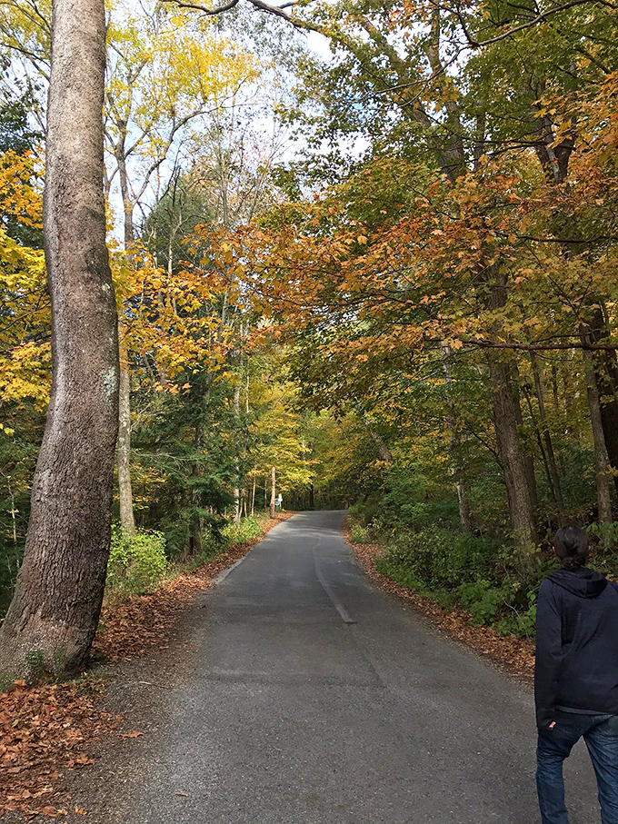 Autumn transforms this park road into a golden tunnel worthy of a calendar cover. Nature's version of the yellow brick road, minus the flying monkeys.