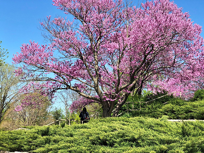 Spring explodes in vibrant pink as redbud trees frame the landscape. Nature's way of saying winter is finally over, Kansas-style.