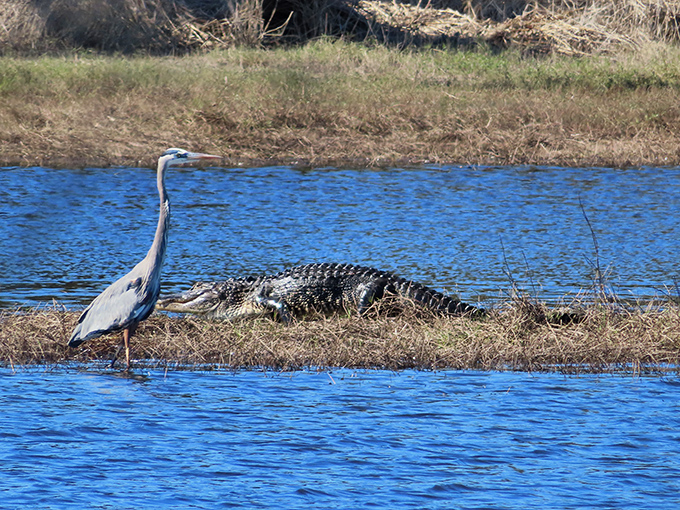The ultimate Florida odd couple&mdash;a great blue heron maintains a respectful distance from its prehistoric neighbor. Some relationships are complicated.