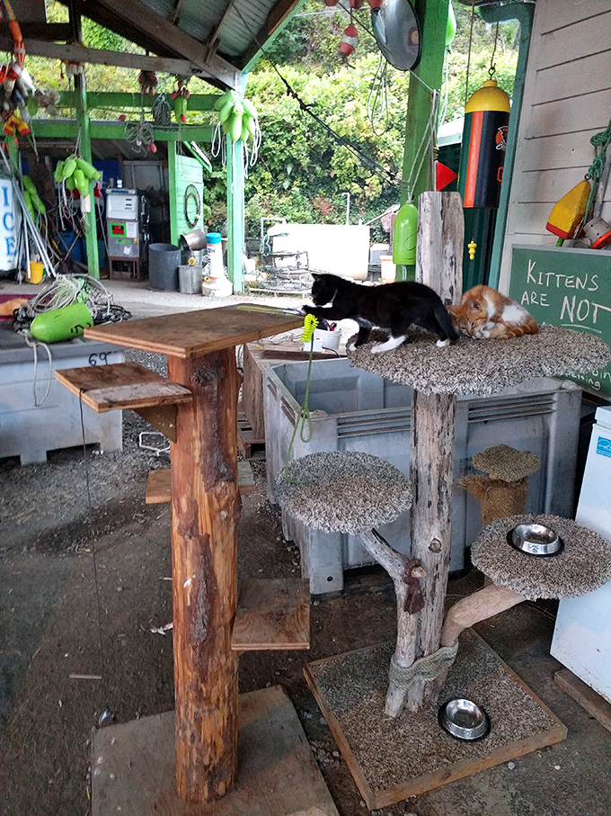 The marina's feline quality control team takes their job of supervising operations very seriously, especially the napping part.