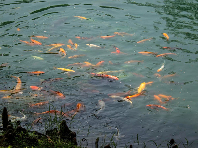 Beneath the surface, koi carve golden and orange brushstrokes through green waters like living paintbrushes in an aquatic canvas.