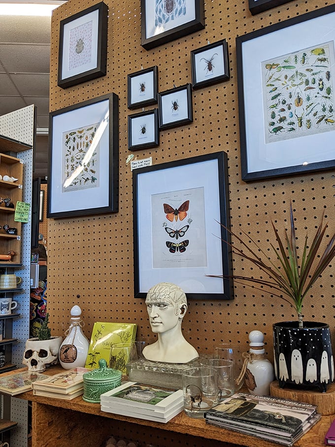 Scientific illustrations meet cabinet-of-curiosities aesthetic. That phrenology head is silently judging your impulse purchases, and honestly, it's not wrong.