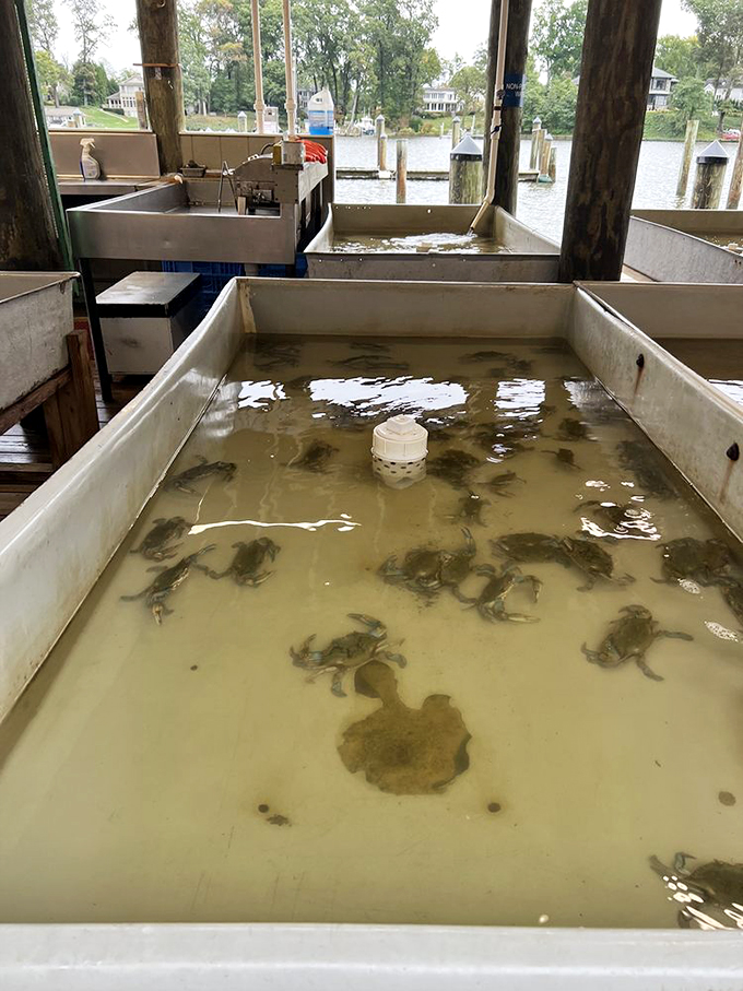 From tank to table&mdash;these crabs aren't just fresh, they're practically still plotting their escape.