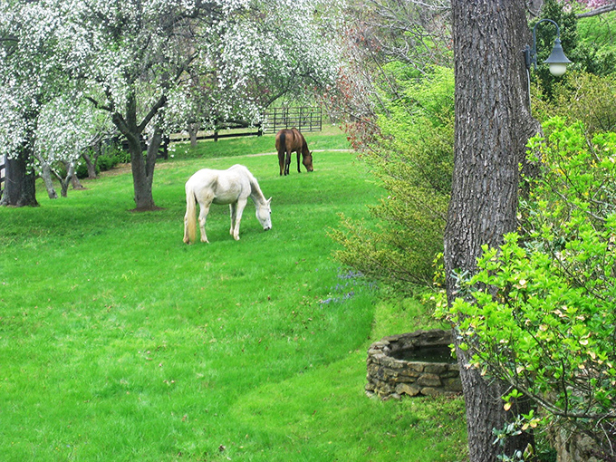 A scene straight out of a dream&mdash;horses grazing under blooming trees. If this doesn&rsquo;t make you want to move to the countryside, nothing will.