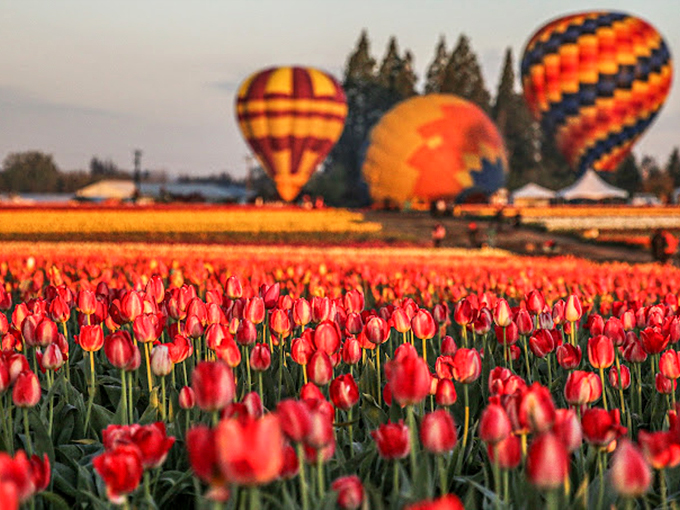 Hot air balloons hover above crimson tulips at sunset, creating the kind of moment that makes smartphone cameras weep with inadequacy.