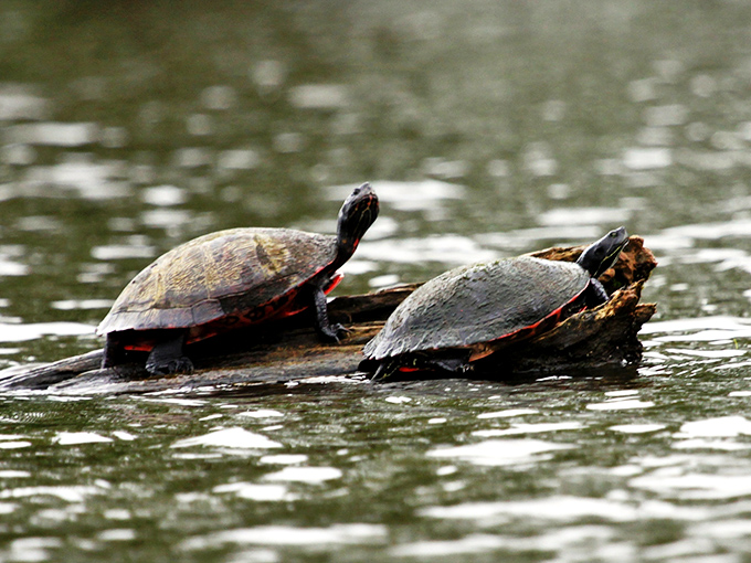 Turtle sunbathing club, membership: exclusive. These prehistoric-looking locals have perfected the art of relaxation over millions of years.