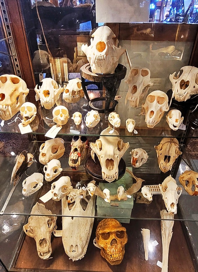 Not your average family reunion! These skulls represent nature's architectural masterpieces, showcasing evolution's design work across species.