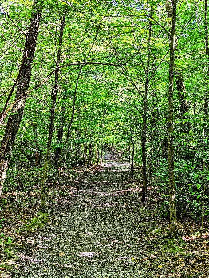 This verdant tunnel of trees along the trail system offers a natural air conditioning system and proof that sometimes the best paths aren't paved.