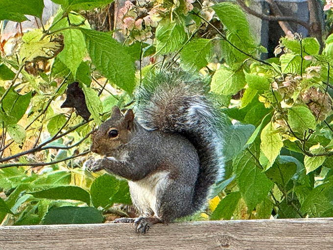 "Excuse me, do you have a moment to discuss acorn storage options?" This furry resident adds wildlife charm to Winterthur's already impressive list of attractions.