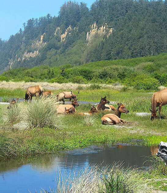 beautiful state park california ftr
