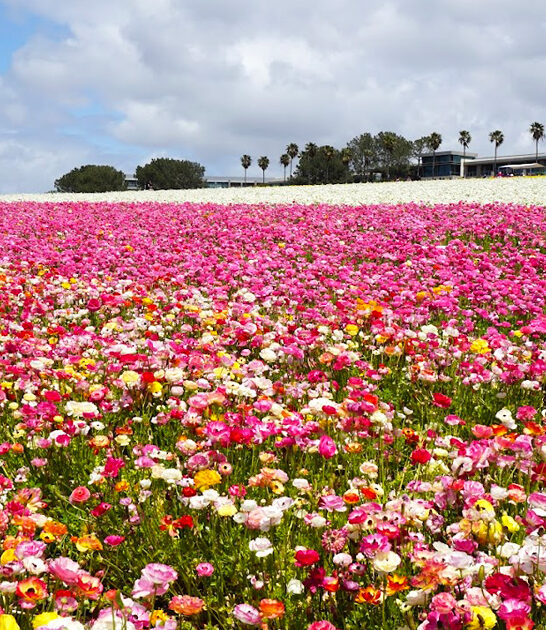 california dreamy flower field ftr