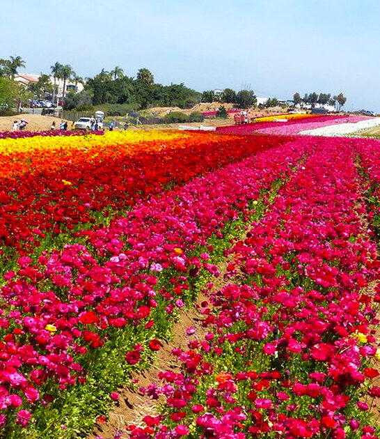 california postcard worthy field ftr