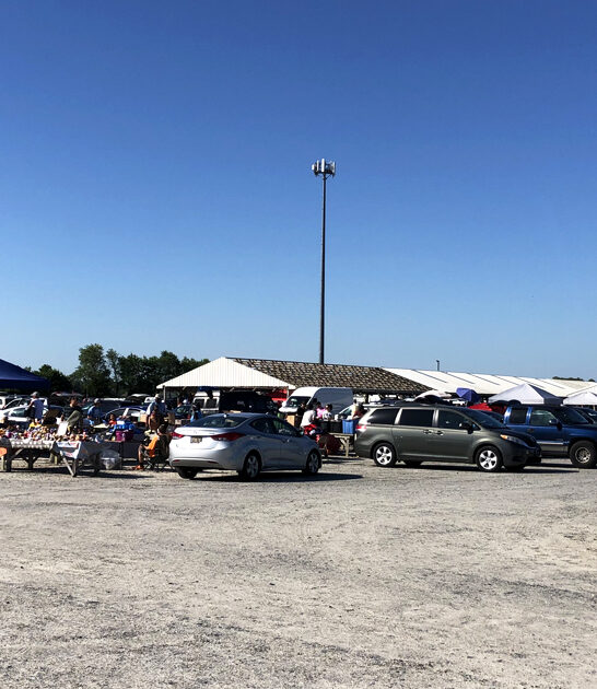 delaware massive flea bargain ftr