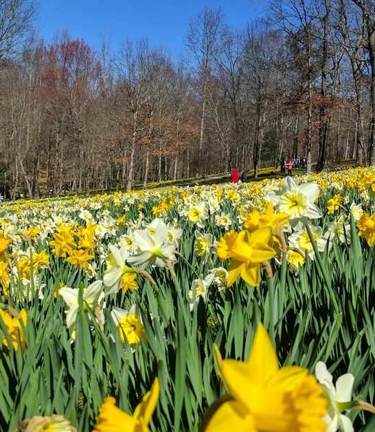 dreamy botanical garden georgia ftr