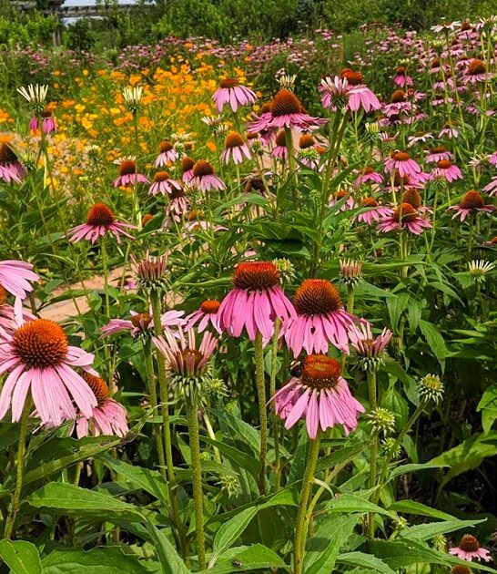 dreamy botanical garden missouri ftr