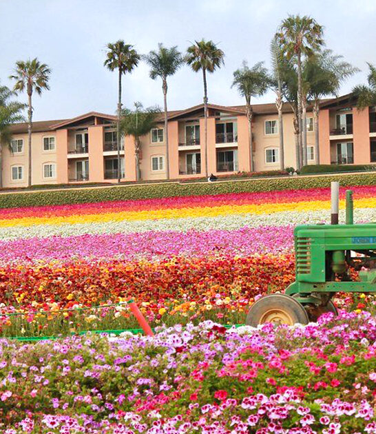 dreamy flower field california ftr