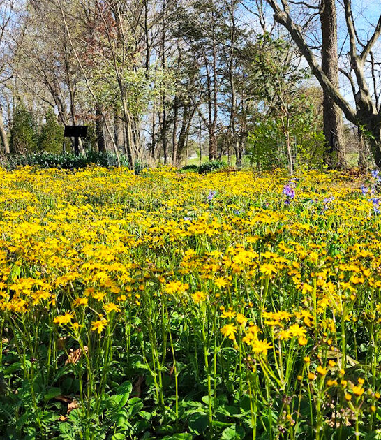 dreamy garden arkansas ftr