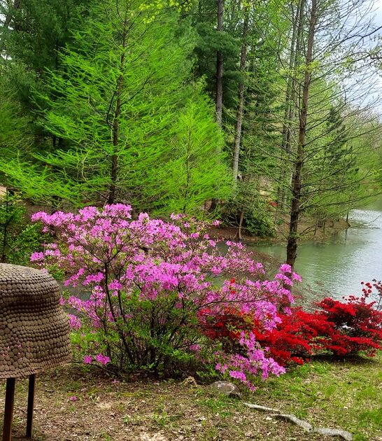 dreamy garden indiana ftr