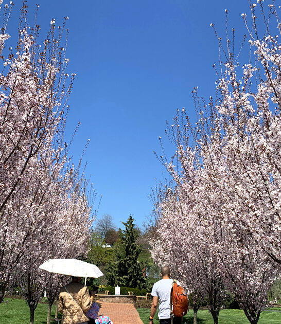 dreamy garden pennsylvania ftr
